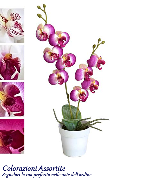 Mini Orchidea In Vaso 41Cm Assortiti - Casabalò